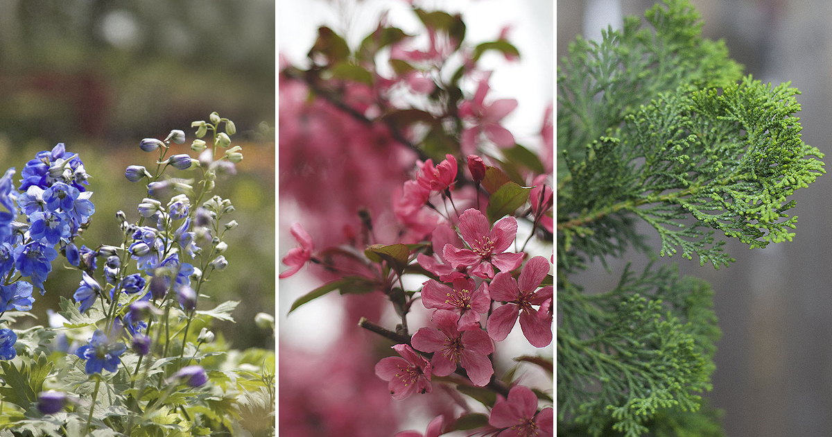 Perennials, Trees & Shrubs - Hoen's Garden Center & Landscaping